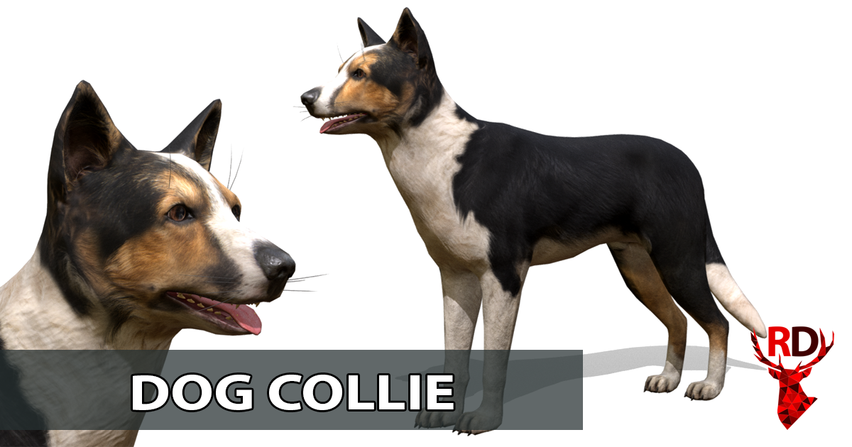 Dog Collie | Characters | Unity Asset Store