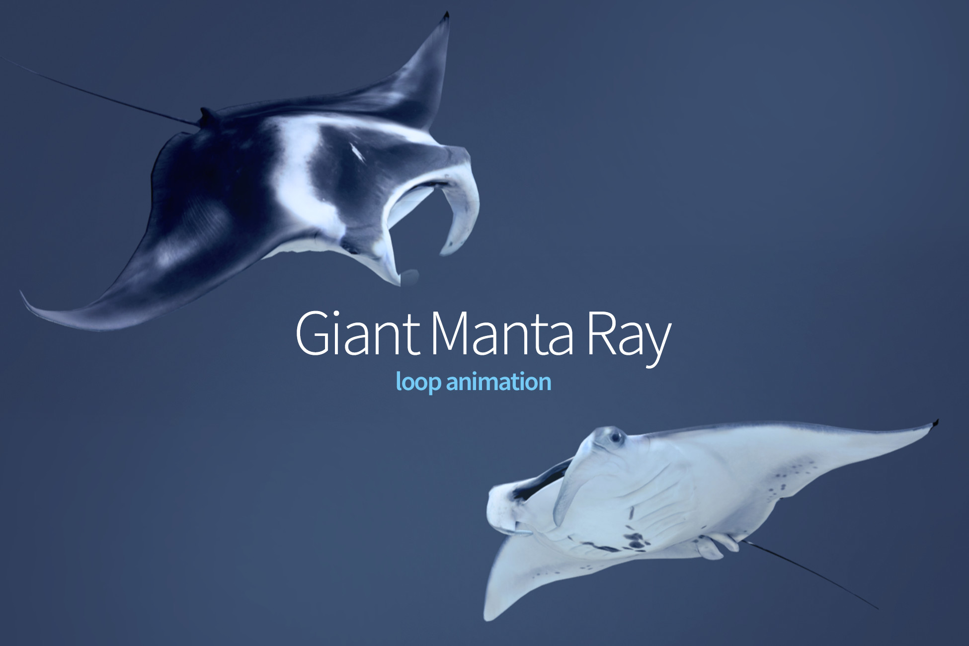 Giant Manta Ray | Characters | Unity Asset Store