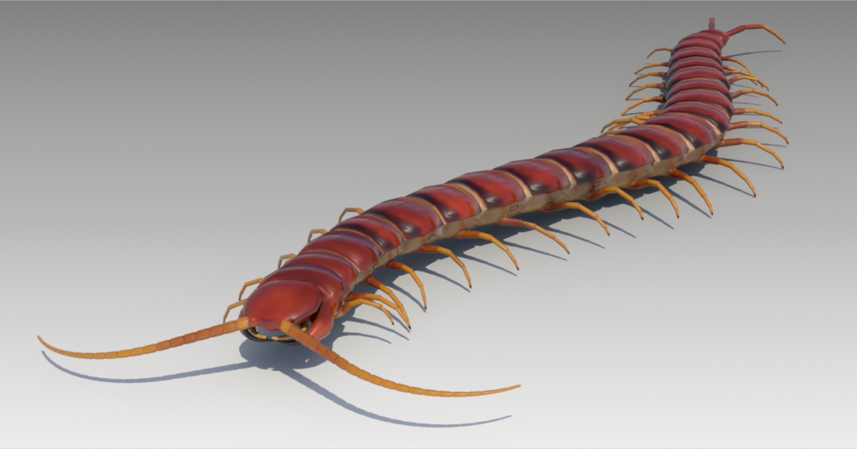 Centipede | Characters | Unity Asset Store