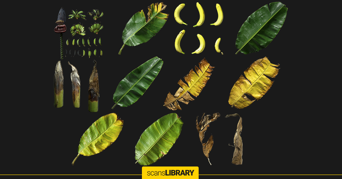 Banana Atlas Scans | 2D Textures & Materials | Unity Asset Store