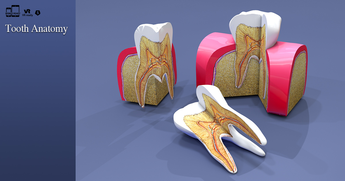 Tooth Anatomy | 3D Characters | Unity Asset Store