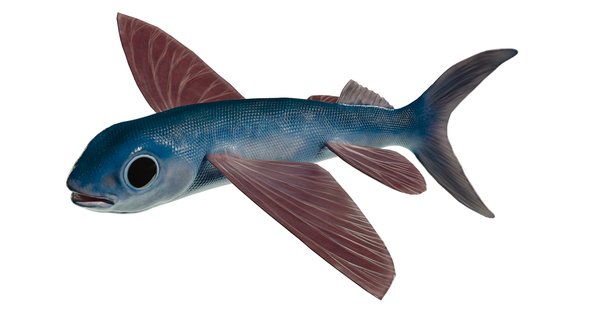 Flying Fish | Characters | Unity Asset Store
