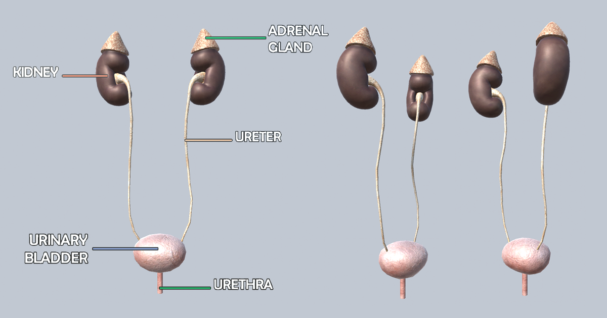 Animated Urinary System AR VR | 3D 캐릭터 | Unity Asset Store