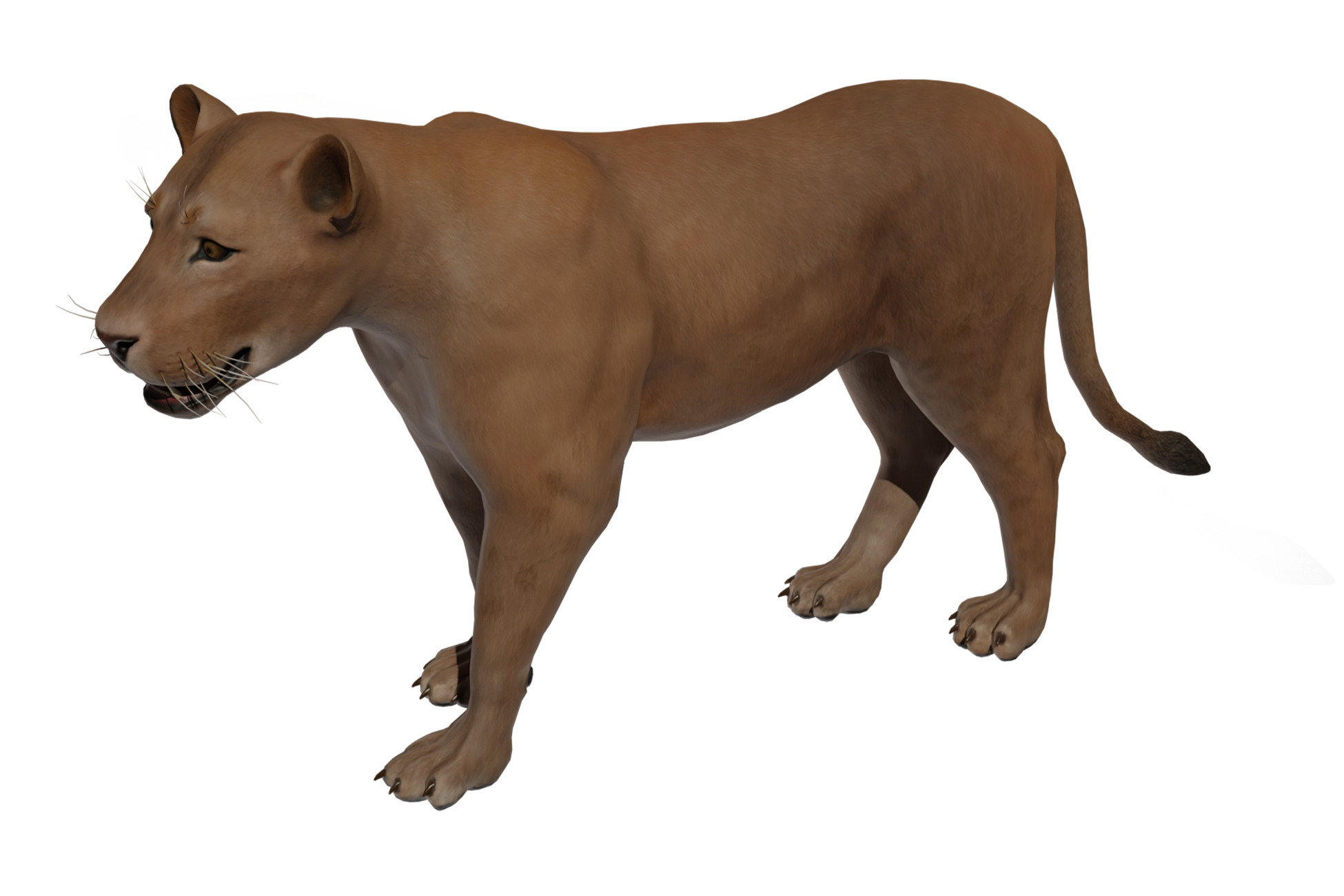 Lioness | Characters | Unity Asset Store