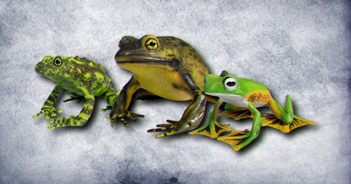 Animated Bullfrogs Volume 1 | 3D Animals | Unity Asset Store