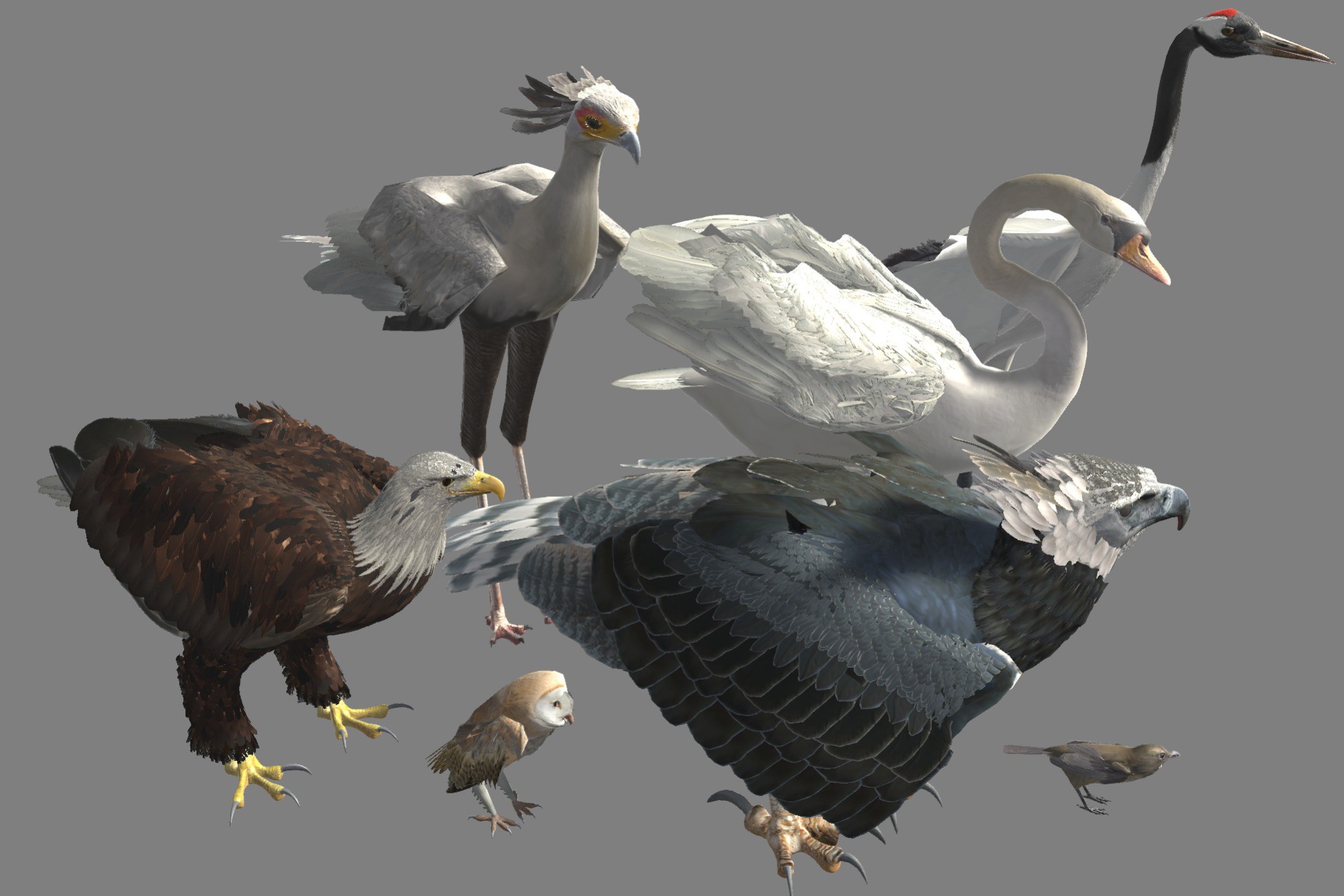7 Birds Pack | Characters | Unity Asset Store