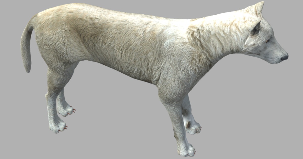 Wolf (Canis lupus) | Characters | Unity Asset Store