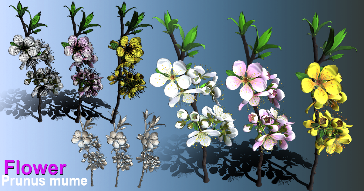 Flower Prunus Mume | 3D Flowers | Unity Asset Store