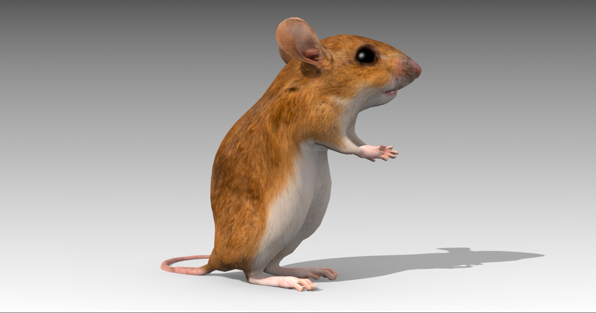 Mouse Animated | Characters | Unity Asset Store