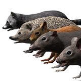 Rodent pack