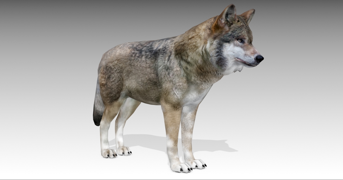 Gray wolf | Characters | Unity Asset Store