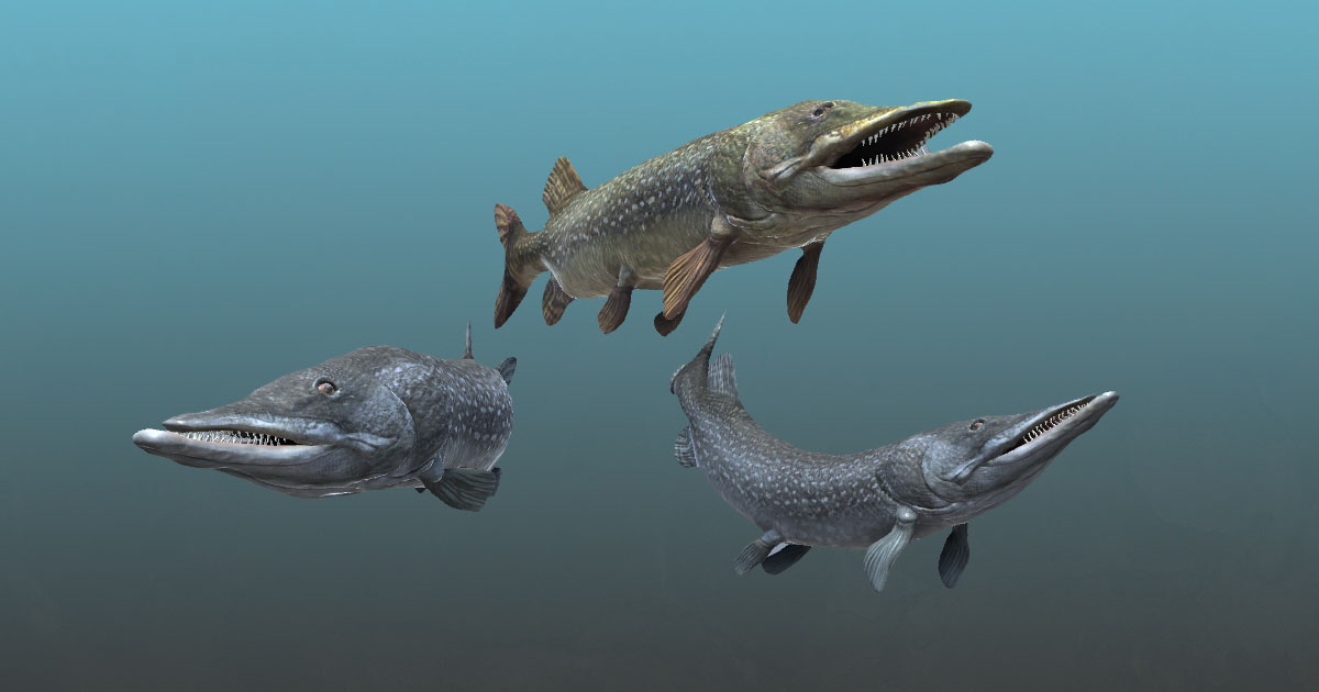 Animal Fish Pike (Full Version) | Characters | Unity Asset Store