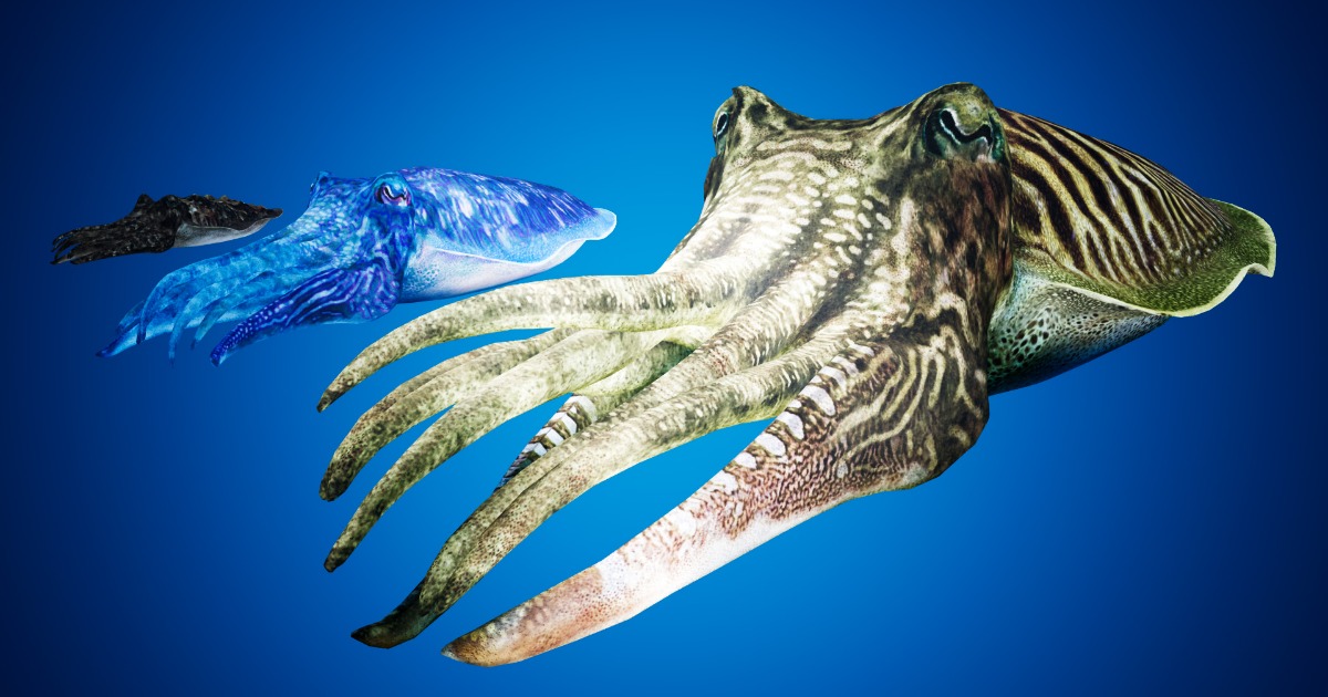 Cuttlefish with Camouflage Spline System | Characters | Unity Asset Store