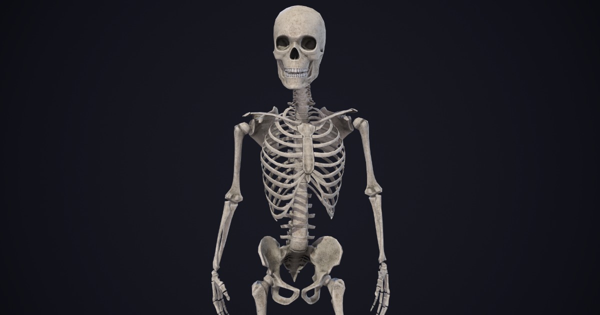 Human Skeleton | 3D 캐릭터 | Unity Asset Store