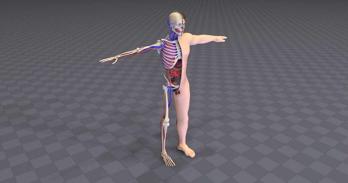 Male Human Body Anatomy Systems | 3D Characters | Unity Asset Store
