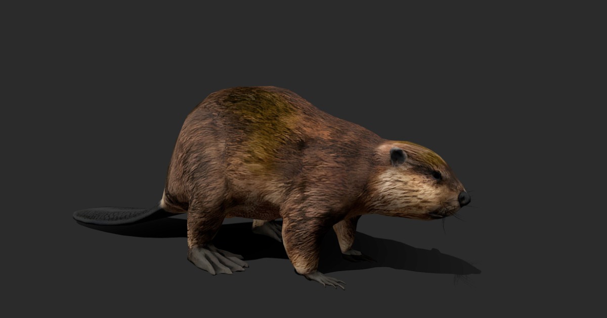 Beaver 3D Model | 캐릭터 | Unity Asset Store