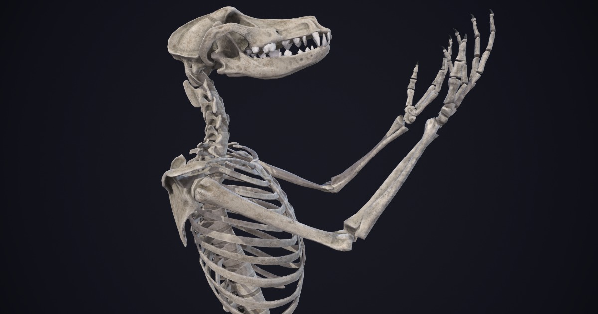 Anthropomorphic Dog Skeleton | 3D Characters | Unity Asset Store