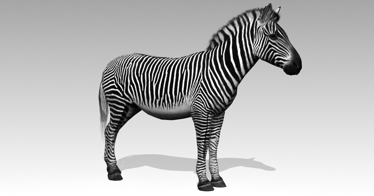 Zebra (Animated) | Characters | Unity Asset Store