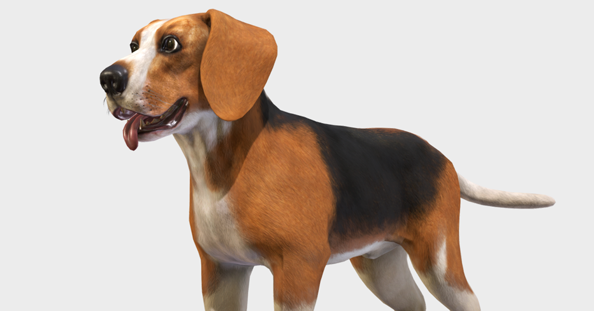 Dog - Beagle | 3D Animals | Unity Asset Store