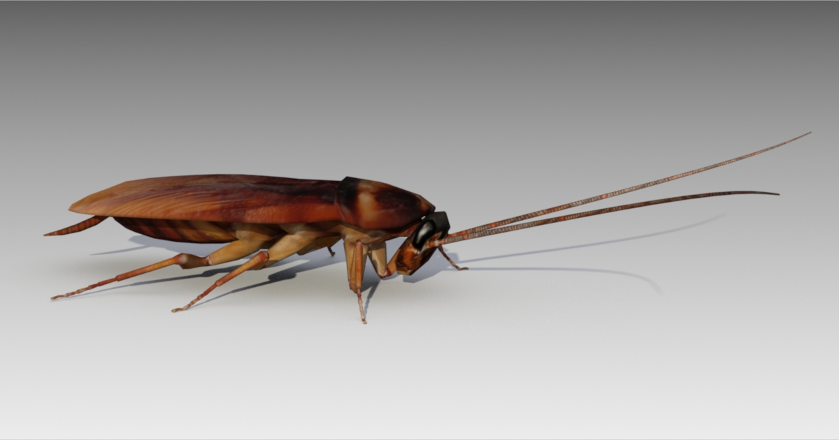 Cockroach | Characters | Unity Asset Store