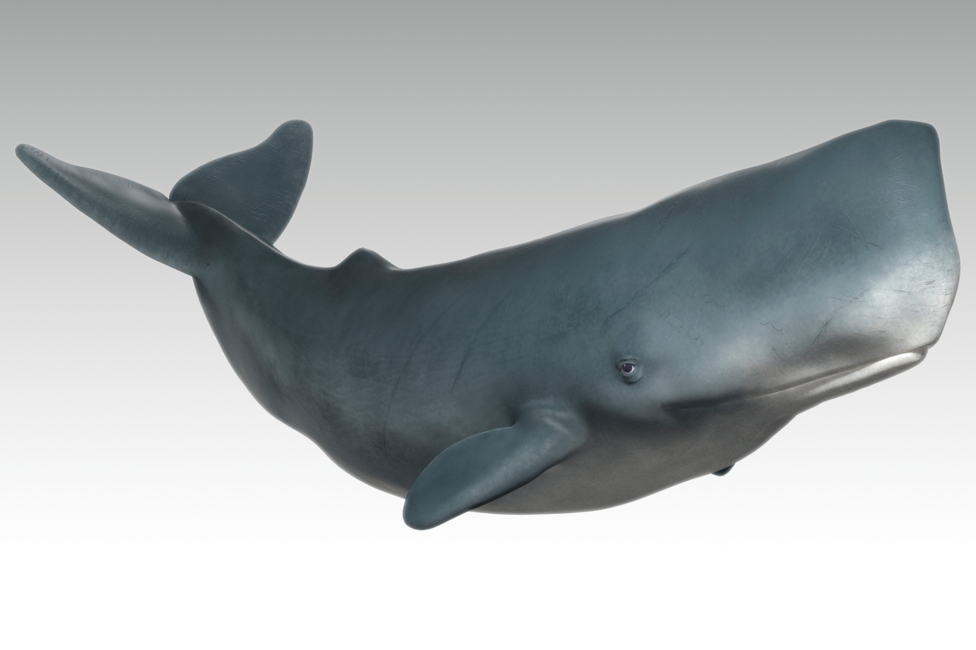 Sperm Whale - Animated Low Poly 3D Model | Characters | Unity Asset Store