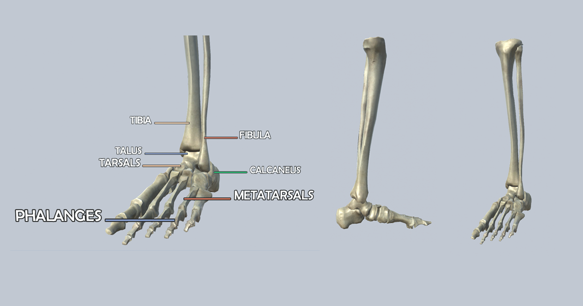 Animated Foot Bones AR VR | 3D Characters | Unity Asset Store