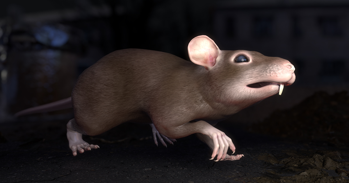 Common Rat | 3D Creatures | Unity Asset Store