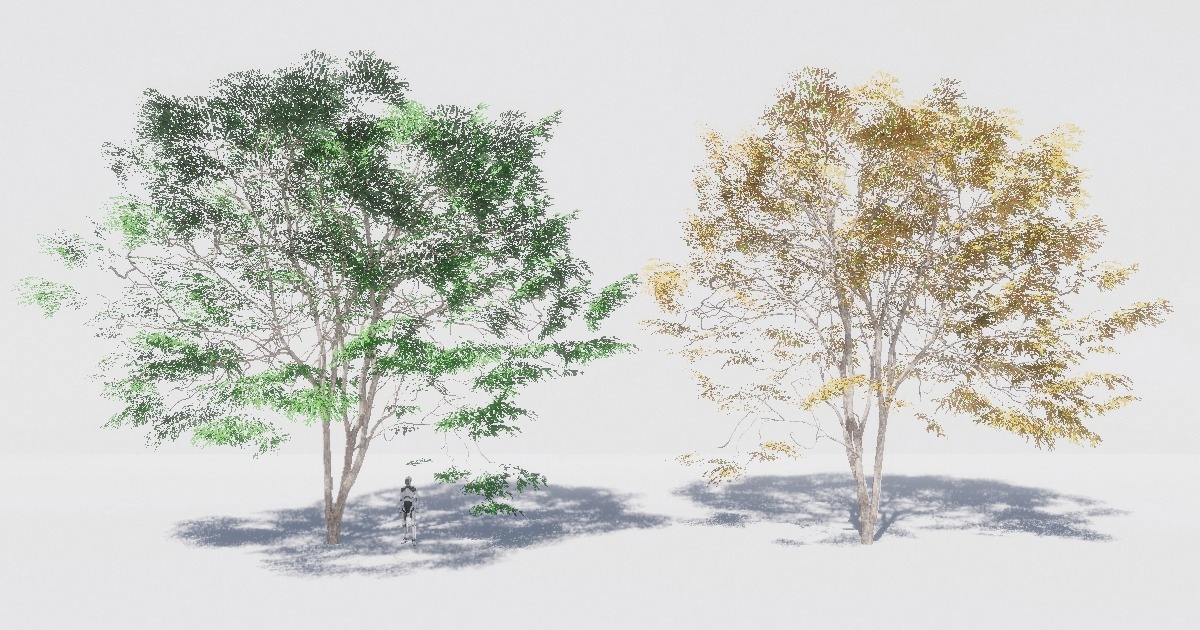 Japanese zelkova - Keyaki | 3D Trees | Unity Asset Store