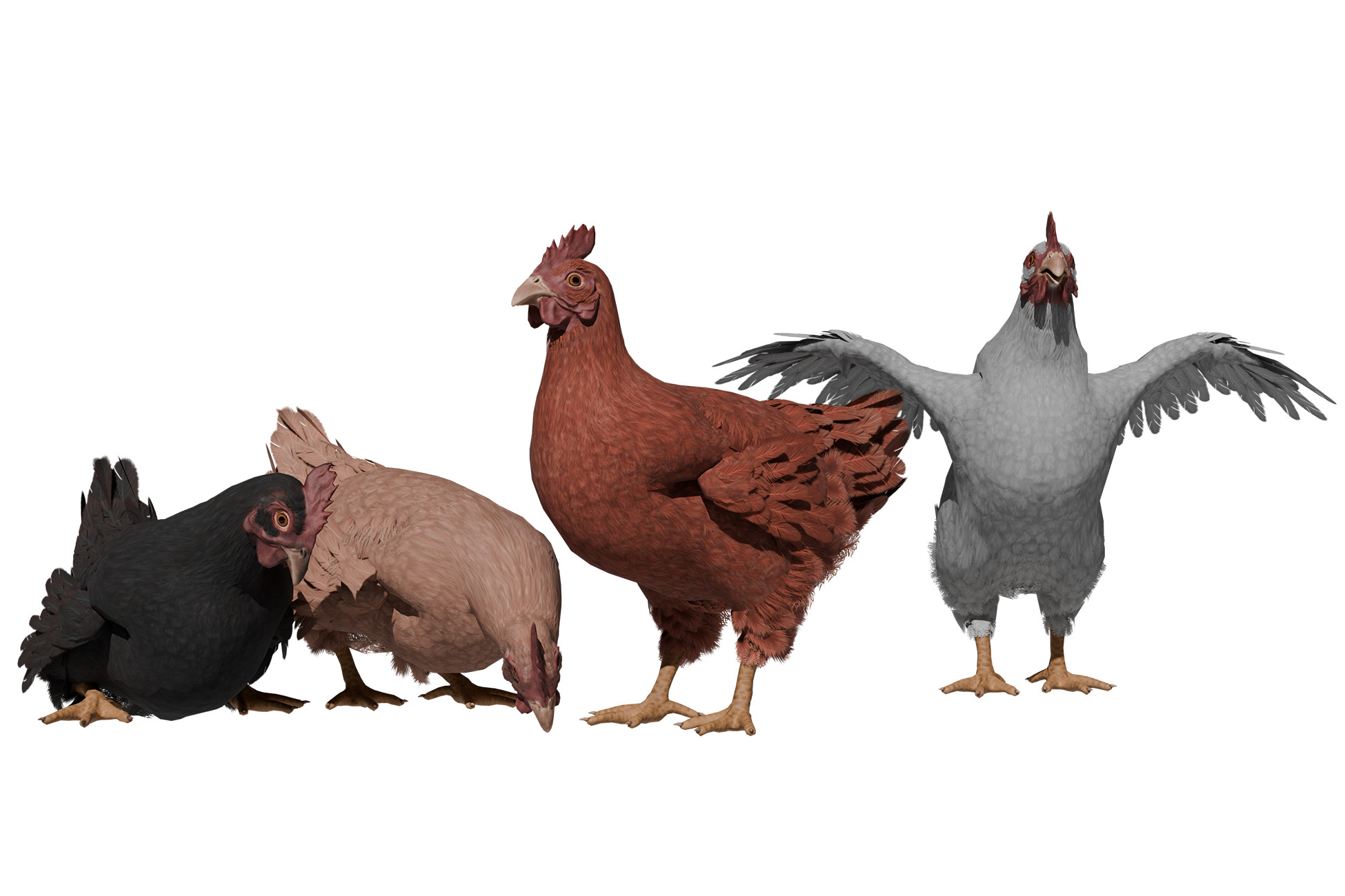 Chicken lowpoly | Characters | Unity Asset Store