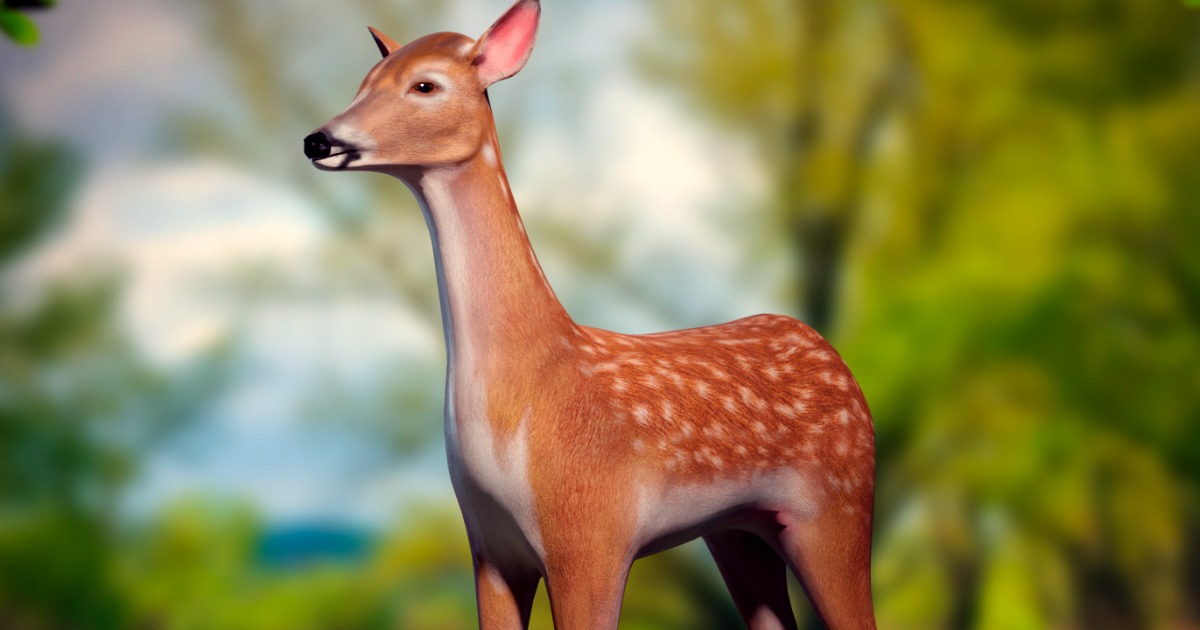 Baby Deer Lowpoly | Characters | Unity Asset Store