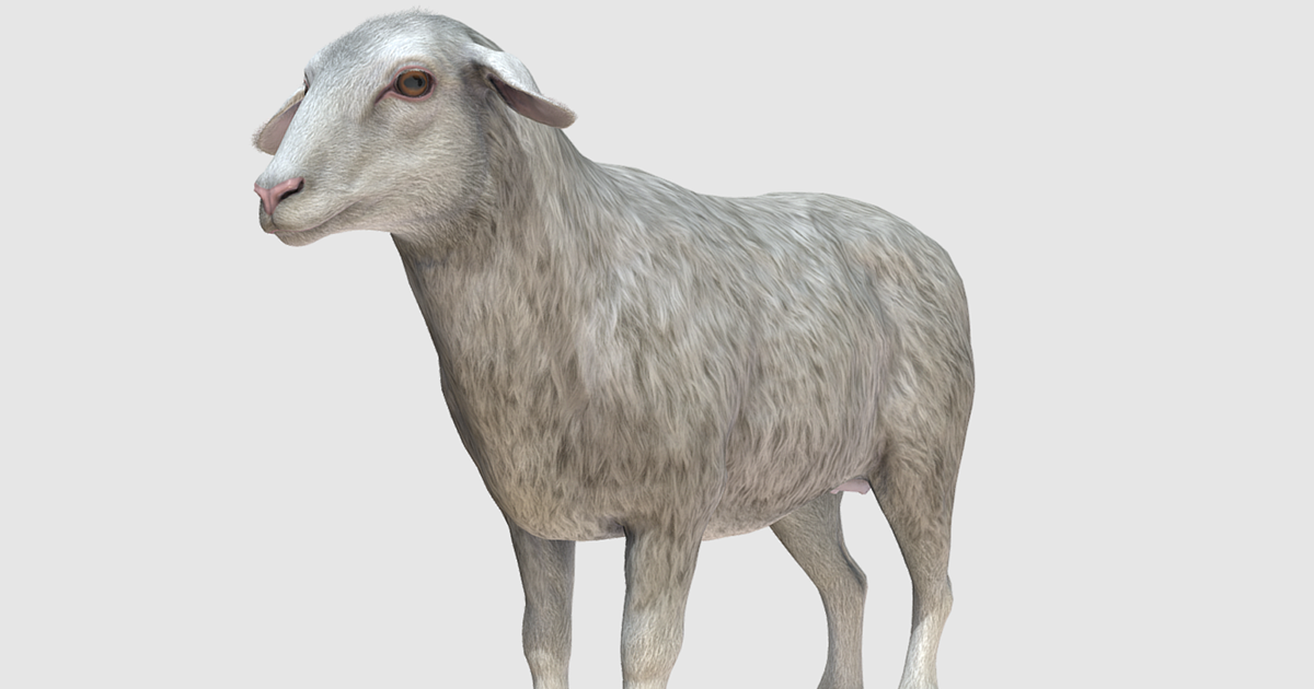 Sheep realistic | Characters | Unity Asset Store