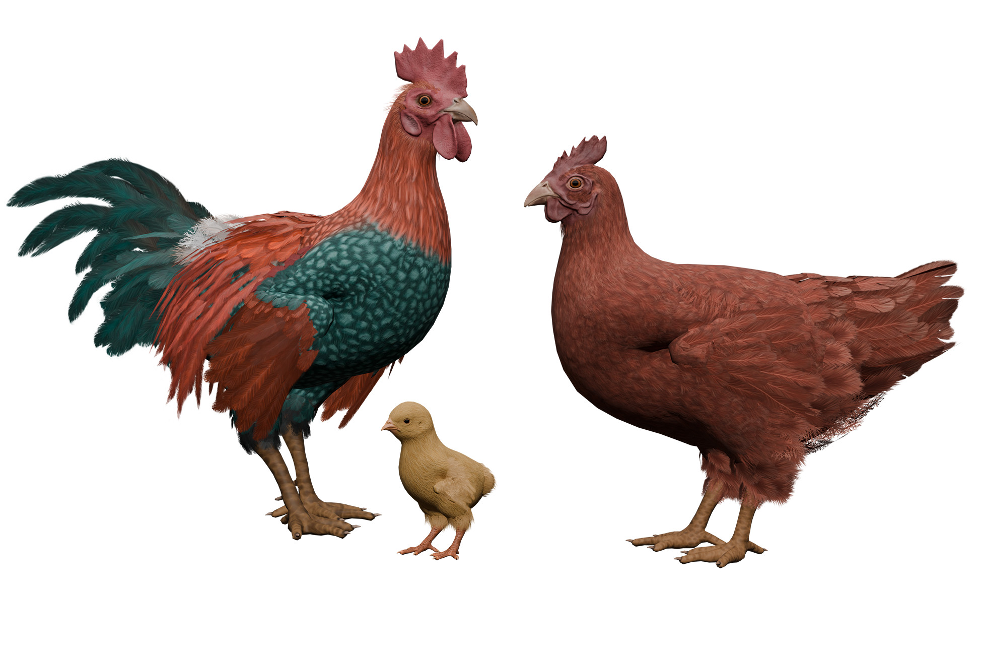 Pack of chickens | Characters | Unity Asset Store