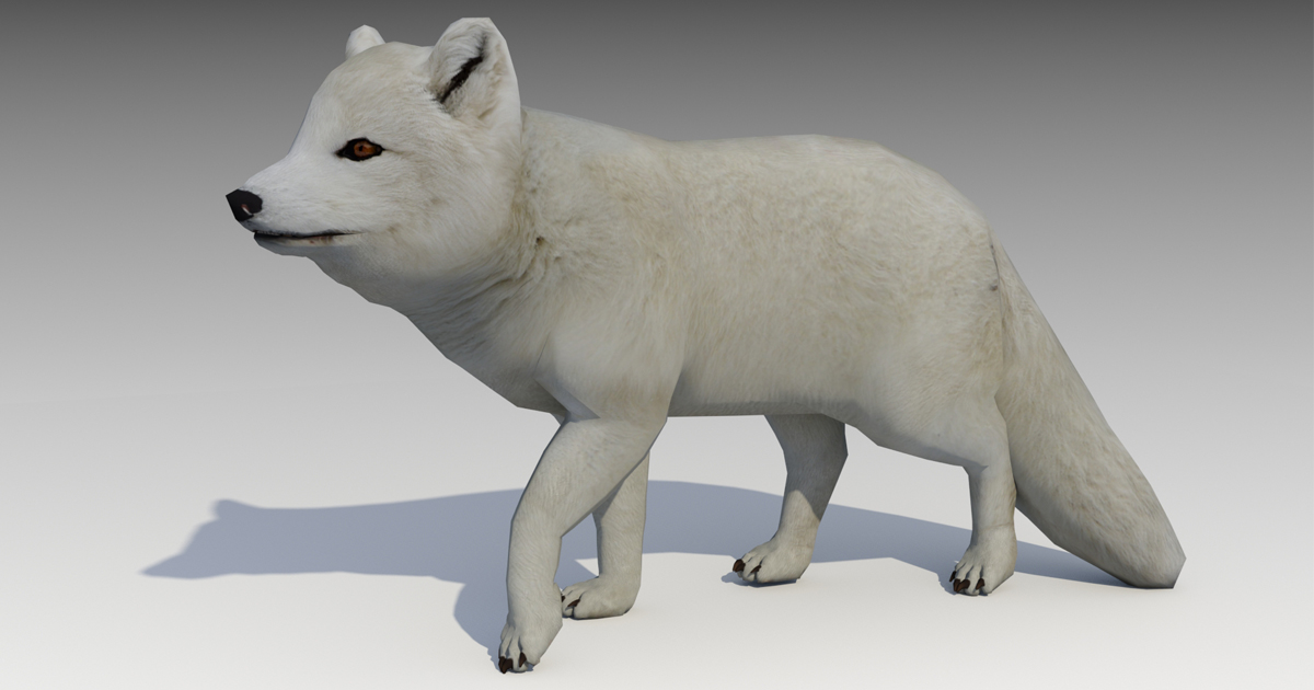Arctic Fox | Characters | Unity Asset Store