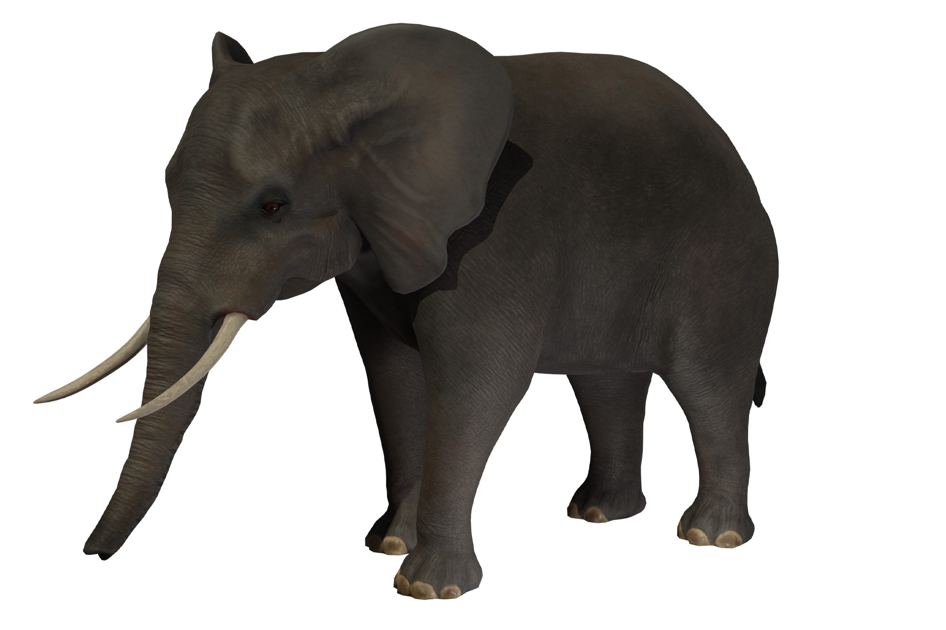 African Elephant | Characters | Unity Asset Store
