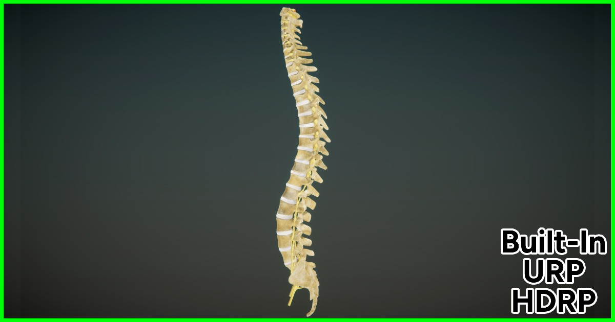 Human Spinal Cord Bone | Characters | Unity Asset Store