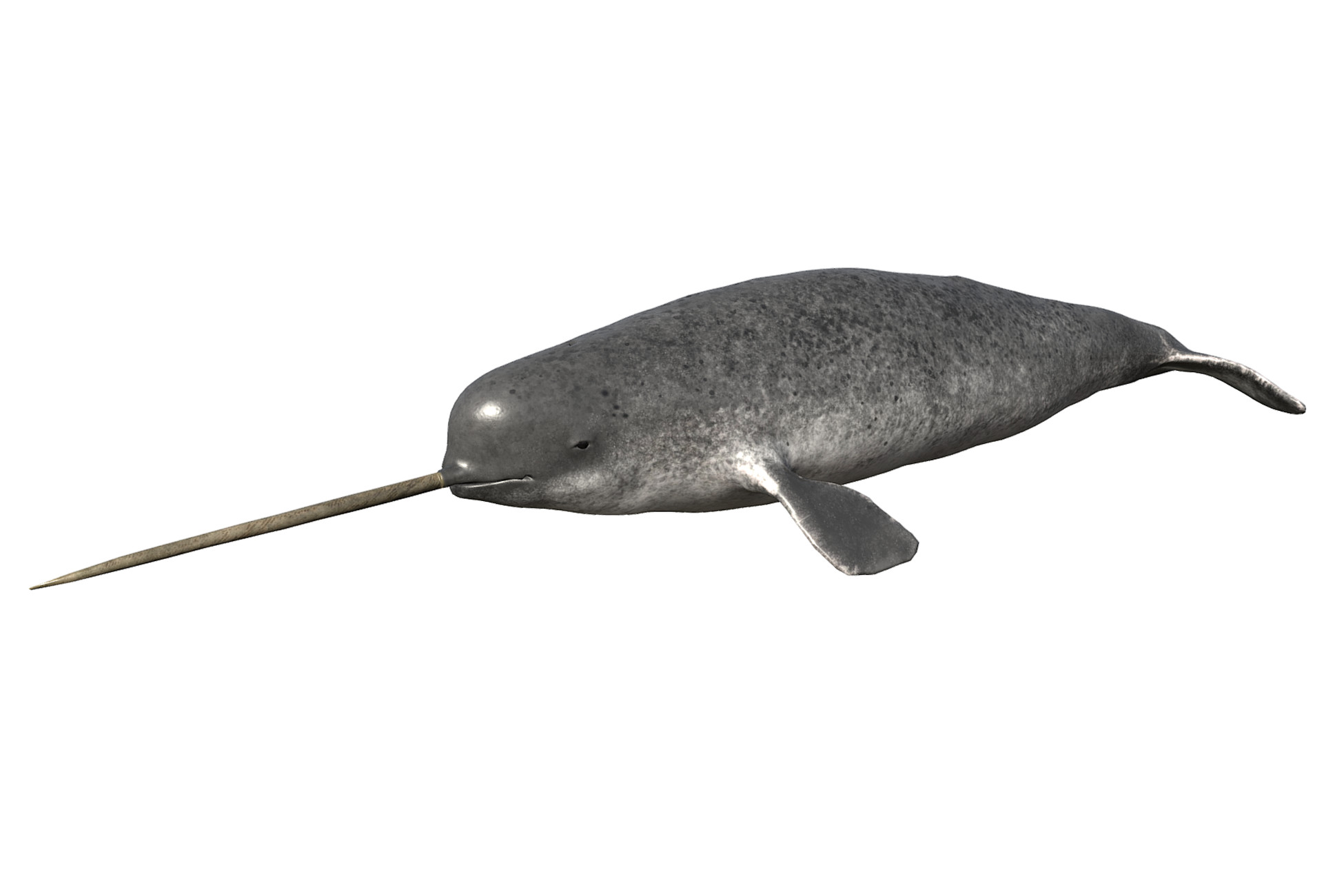 Narwhal | Characters | Unity Asset Store
