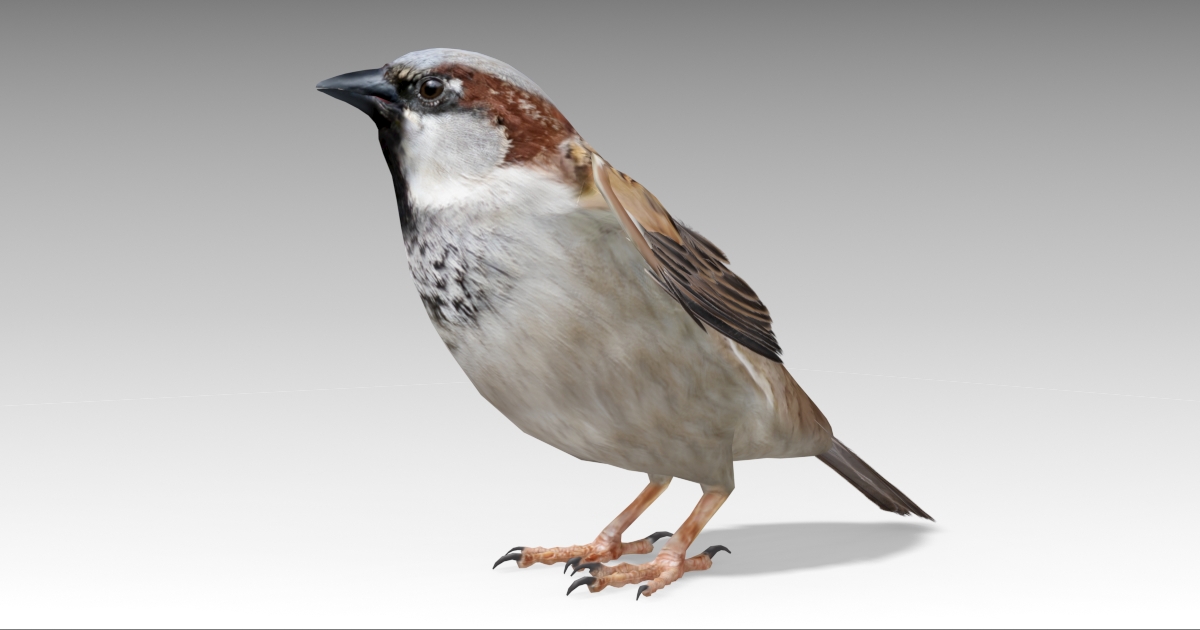 Sparrow Animated | Characters | Unity Asset Store