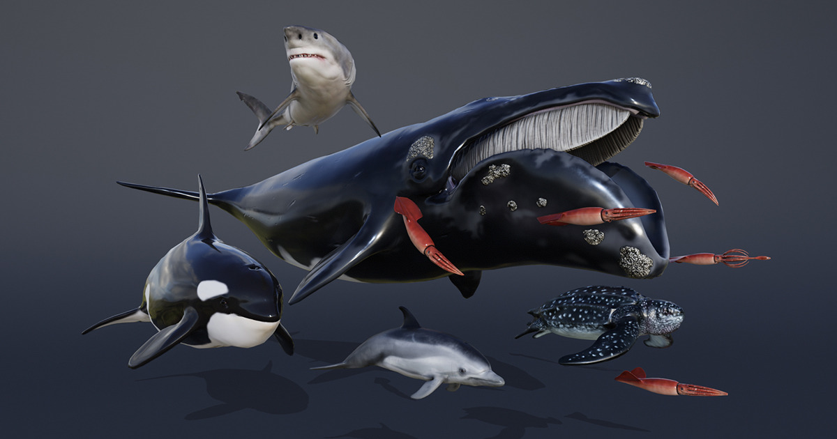 OCEAN ANIMALS PACK VOL 1 | 3D Characters | Unity Asset Store