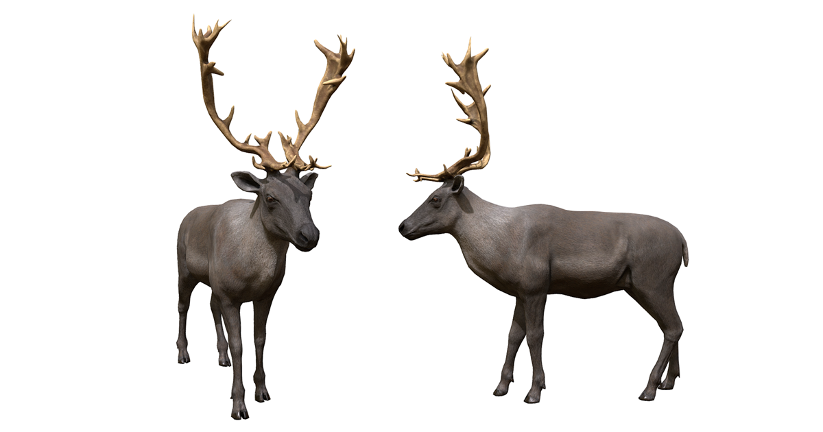 Caribou | Characters | Unity Asset Store