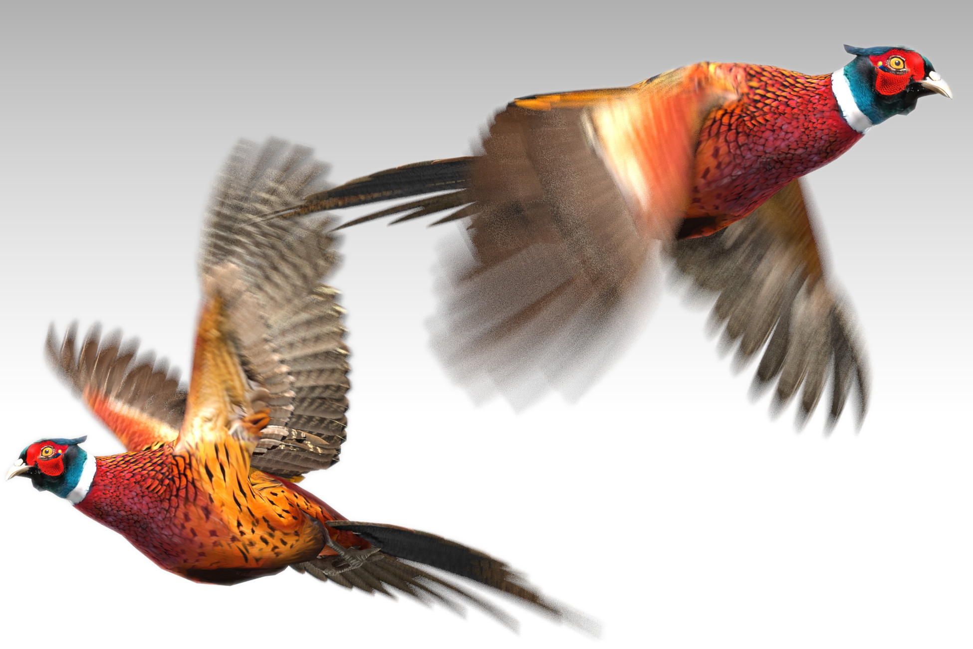 Pheasant | Characters | Unity Asset Store