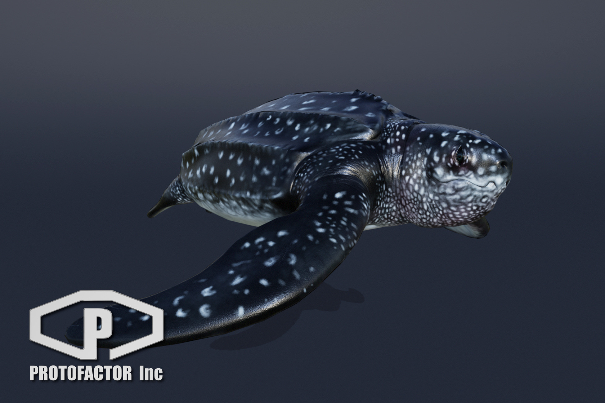OCEAN LIFE: LEATHERBACK SEA TURTLE | 3D Animals | Unity Asset Store