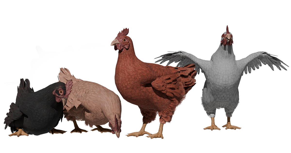 Chicken lowpoly | Characters | Unity Asset Store