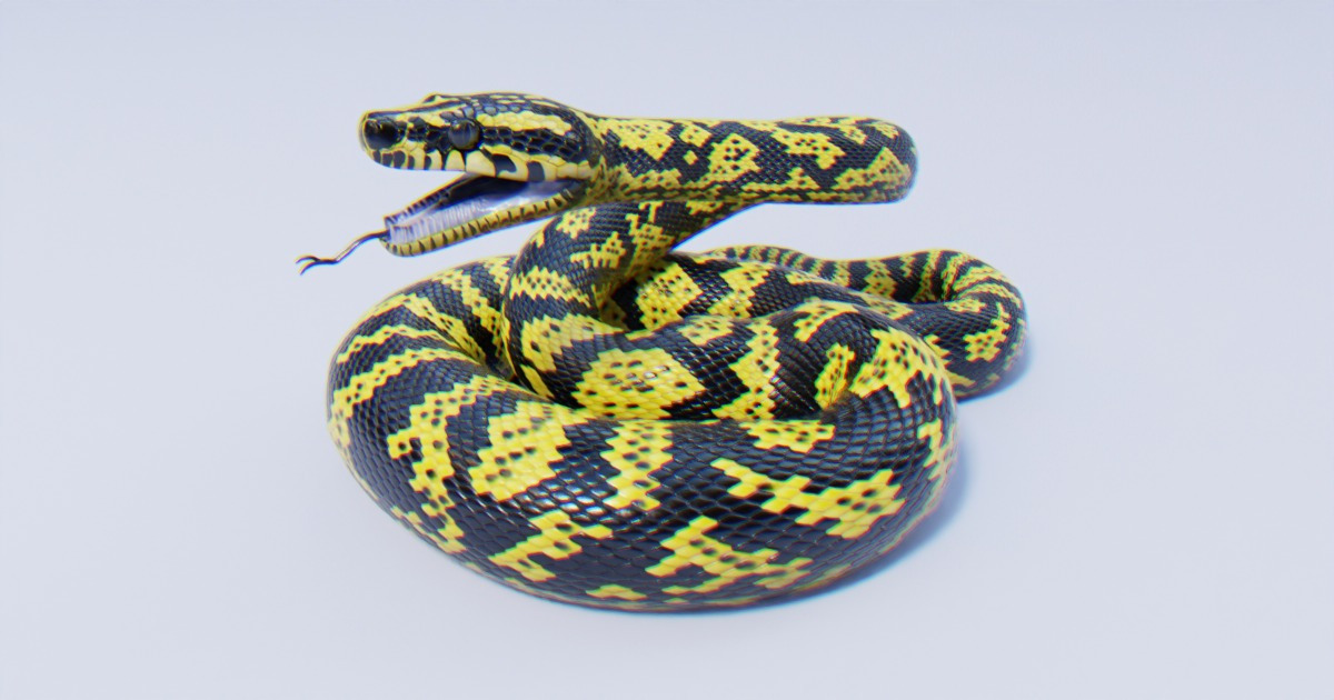 Zebra Jungle Carpet Python | Characters | Unity Asset Store Zebra Jungle Carpet Python | Characters | Unity Asset Store