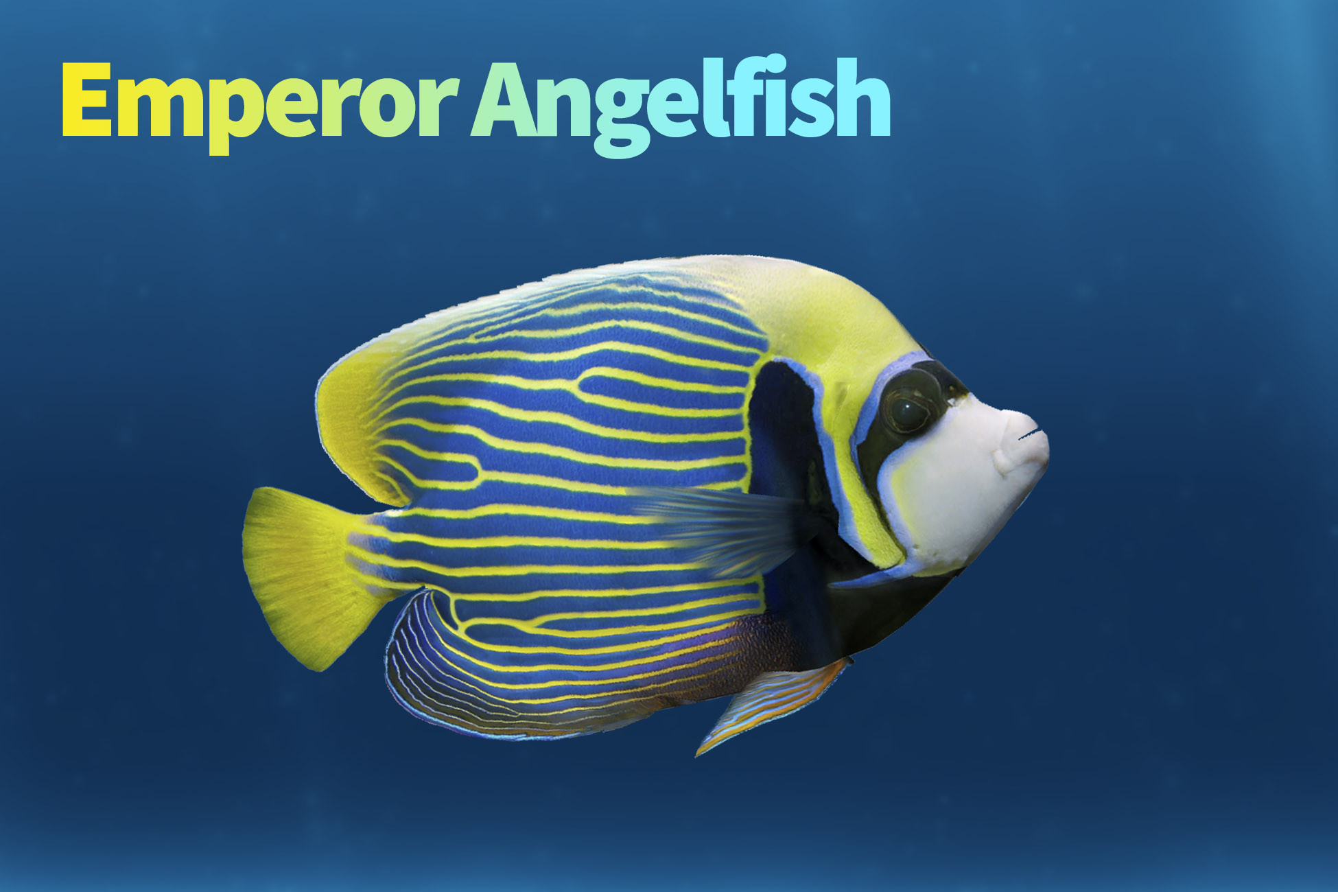 Emperor Angelfish | Characters | Unity Asset Store