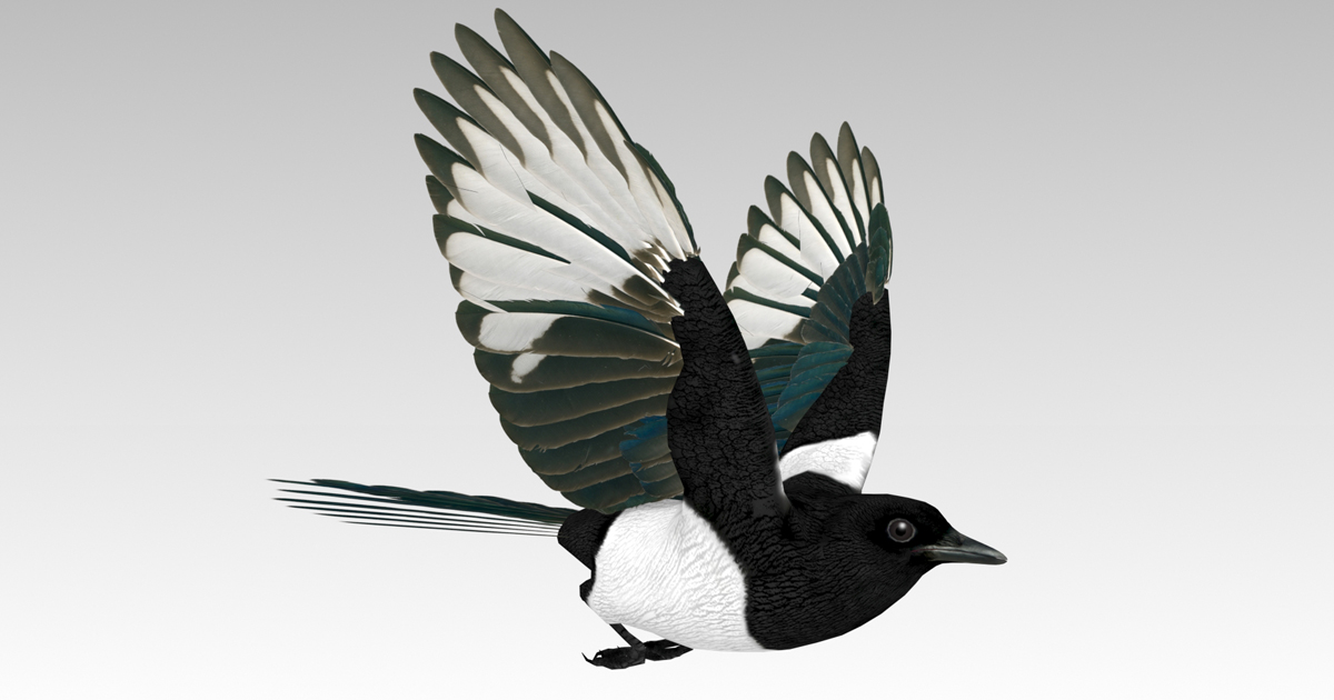 Magpie | Characters | Unity Asset Store