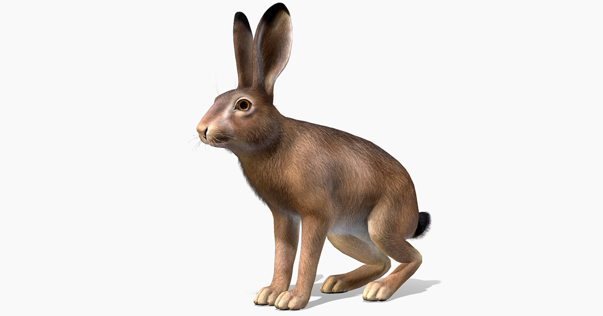 Hare - Male | Characters | Unity Asset Store