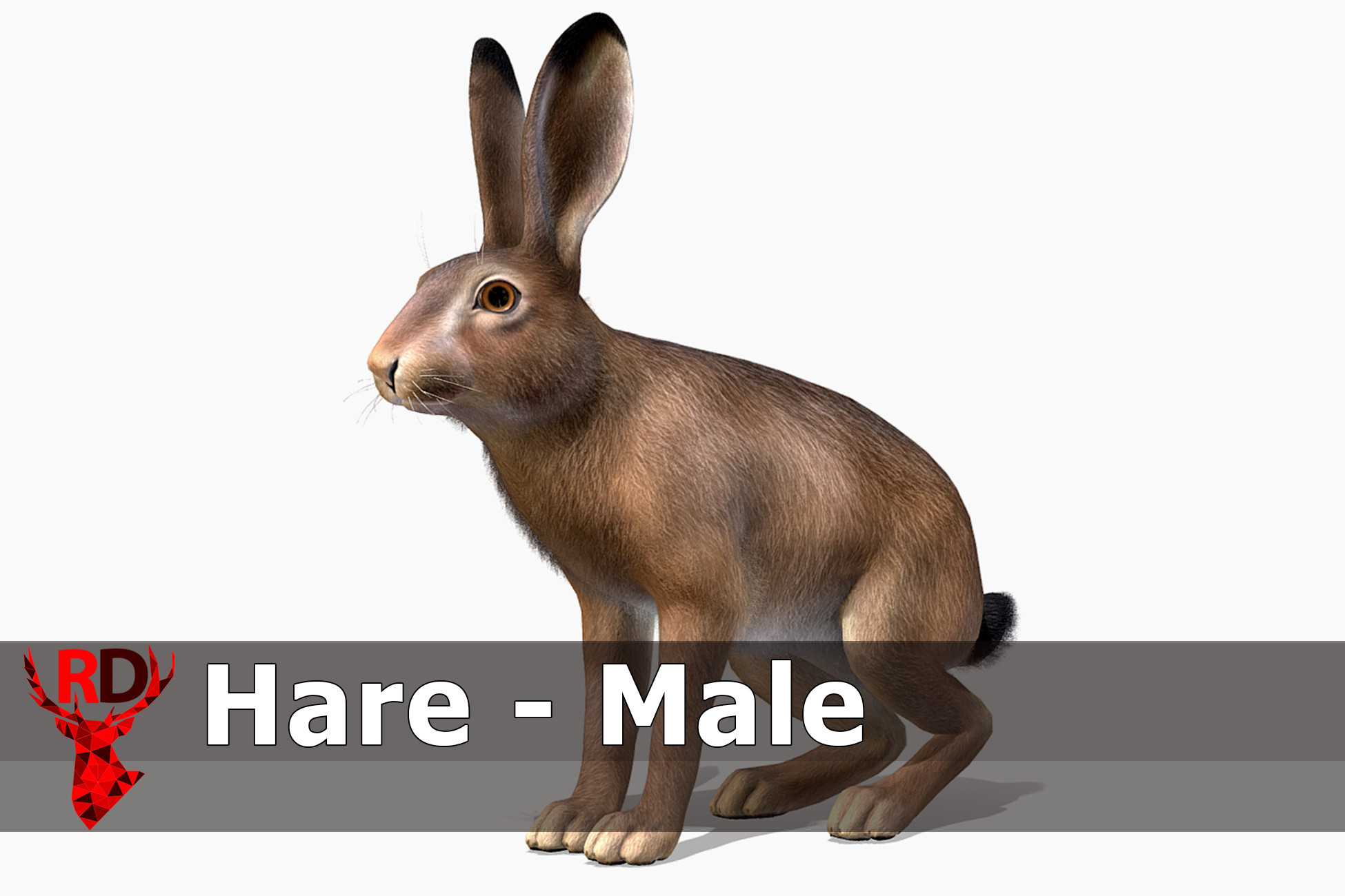 Hare - Male | Characters | Unity Asset Store