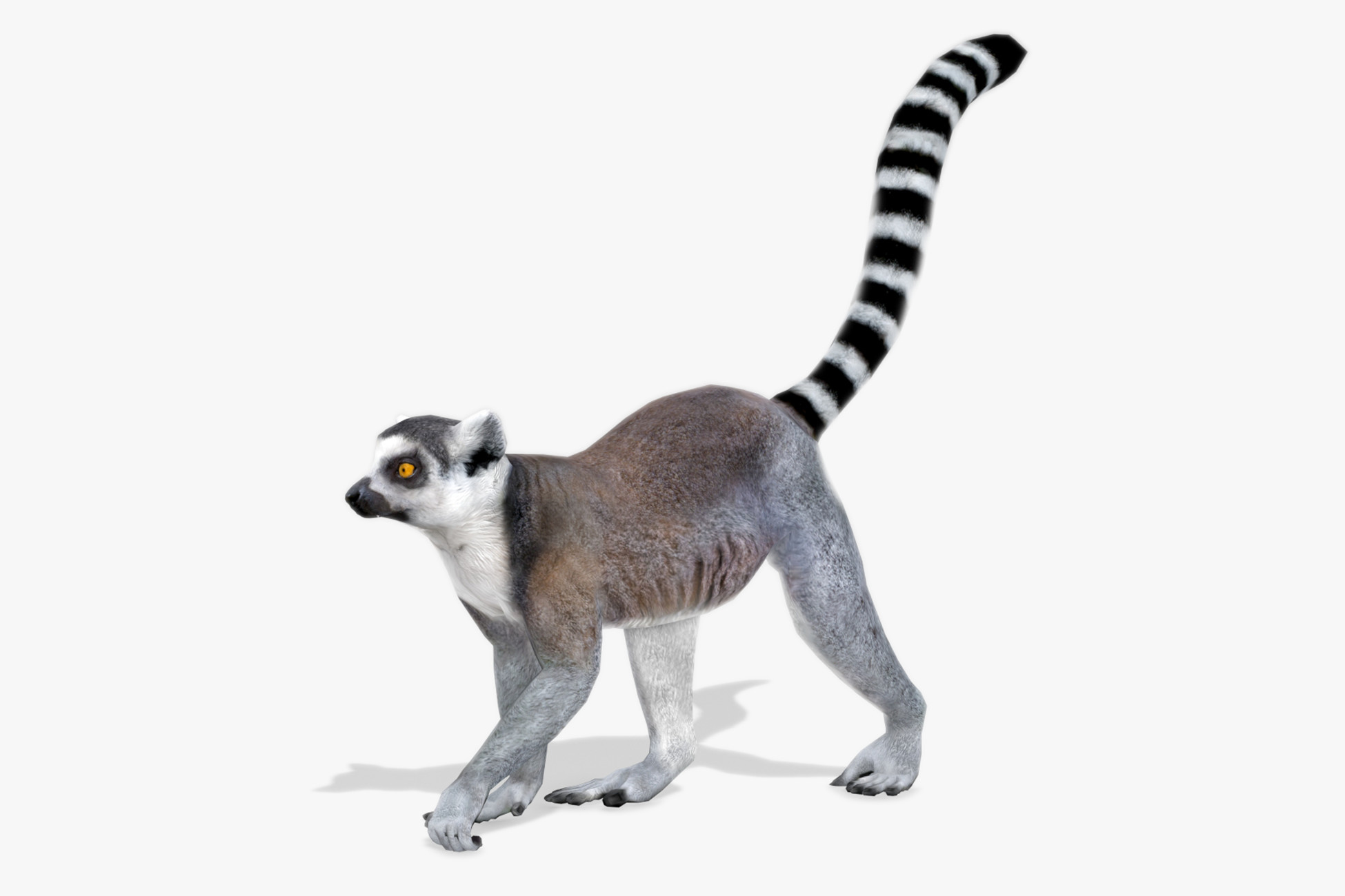 Ring-tailed Lemur | Characters | Unity Asset Store