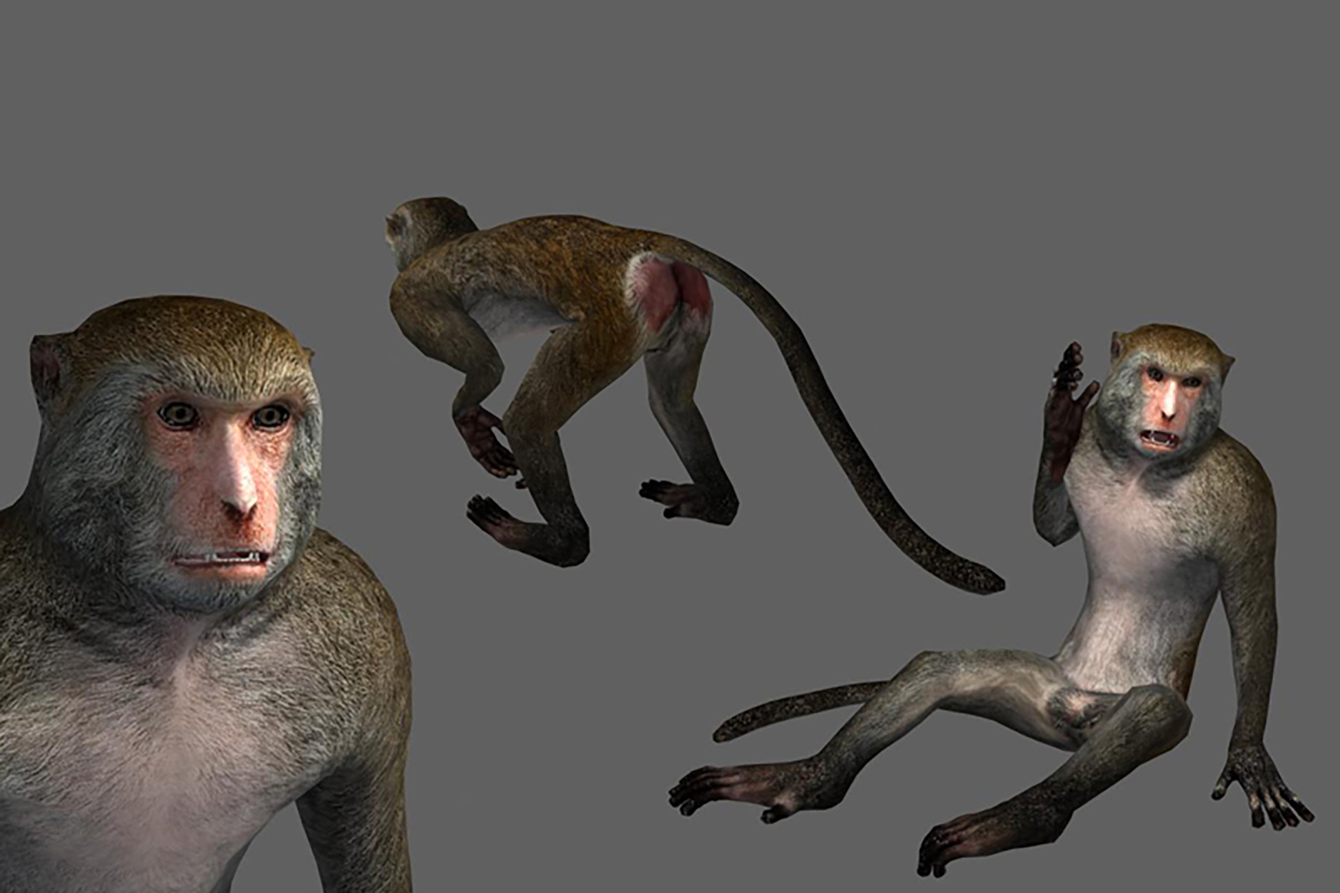 Monkey with animations | 3D 동물 | Unity Asset Store