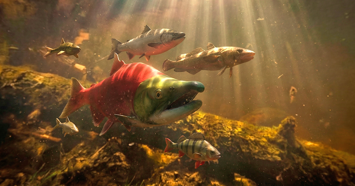 North river fish - large pack | Characters | Unity Asset Store